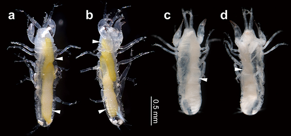 2025/02/10＜activities＜深海生物多様性研究グループ＜JAMSTEC
