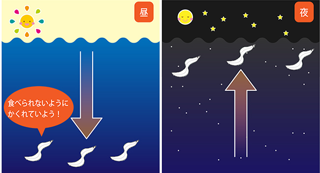 海流変動で、日本や台湾に流れ着くシラスウナギが減少(2ページ目)｜JAMSTEC BASE