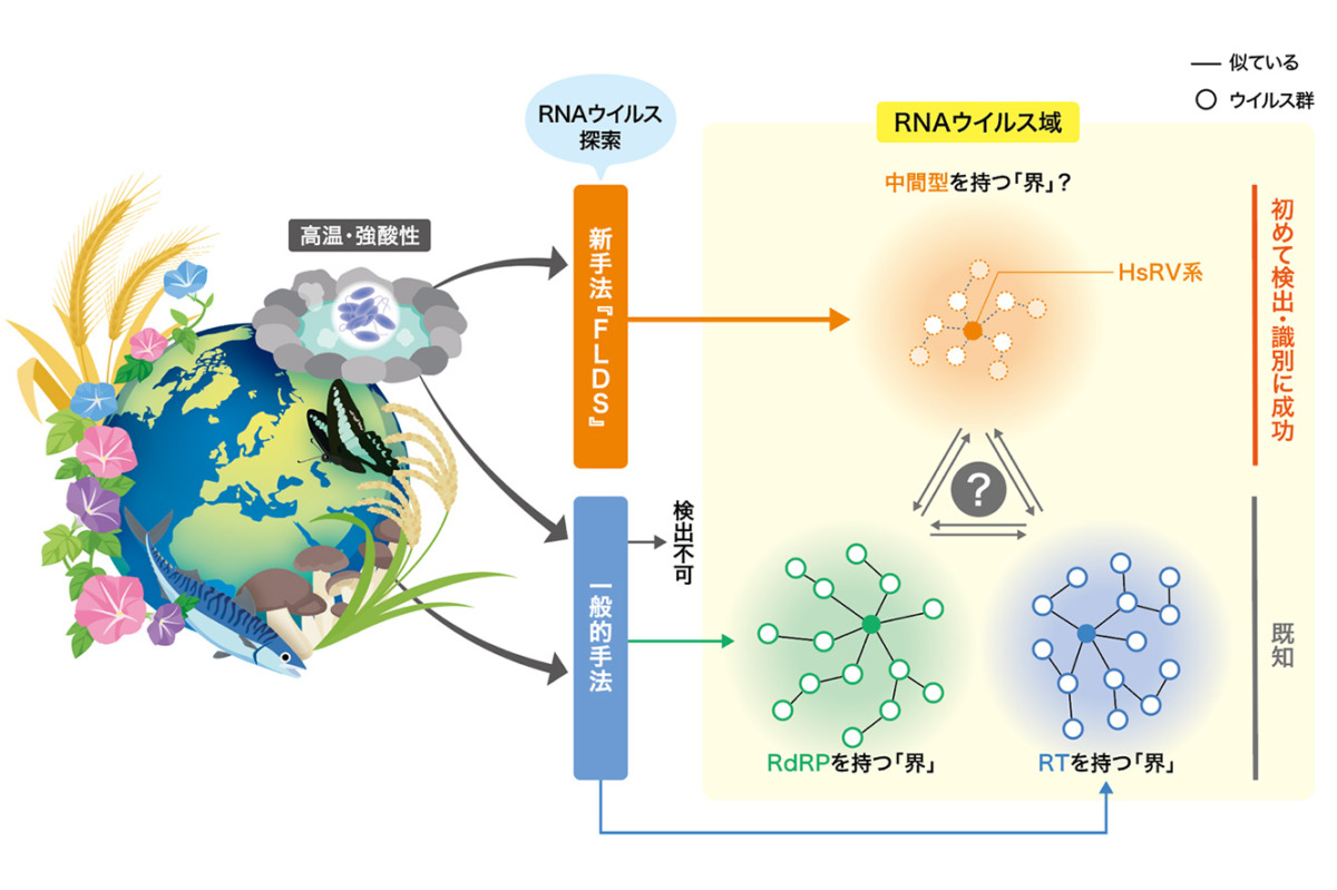 極限環境から未知のRNAウイルス系統を発見、驚くべき多様性の一端が明らかに｜JAMSTEC BASE