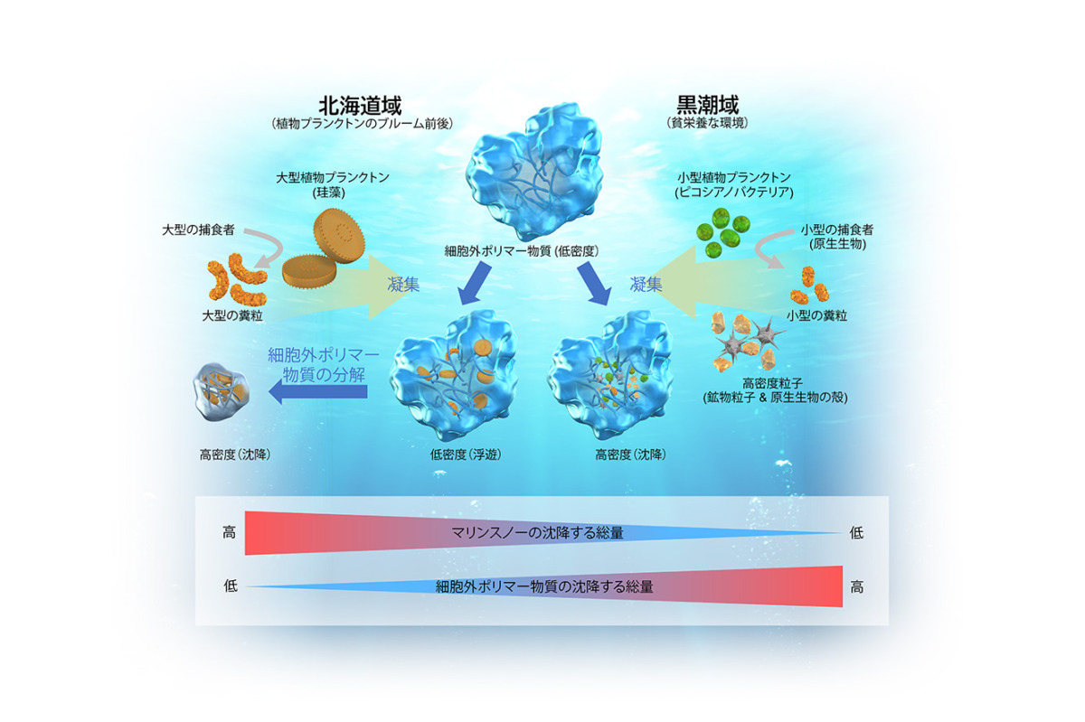 マリンスノーの浮遊・沈降に影響する細胞外ポリマー物質の役割｜JAMSTEC BASE