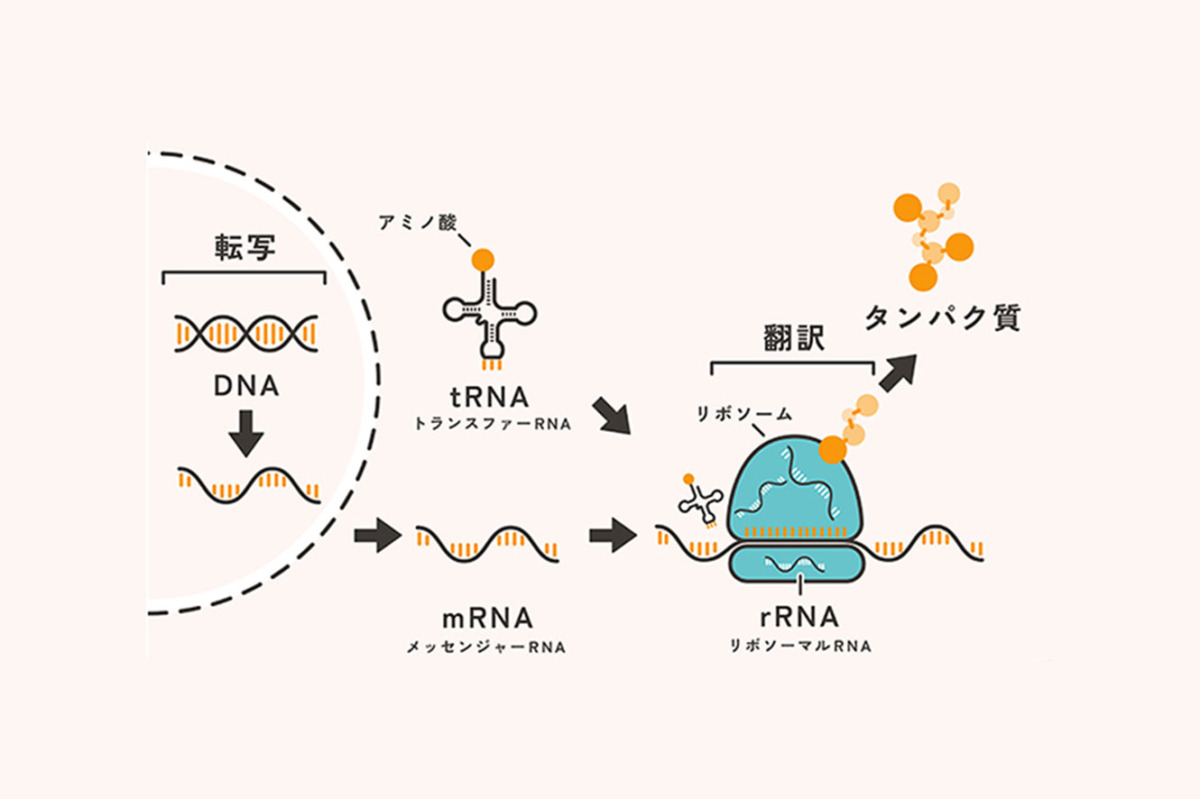 地球のどこまで「生命」は存在するのか？ 海底下の微生物から見えた「生命現象」を考える｜JAMSTEC BASE