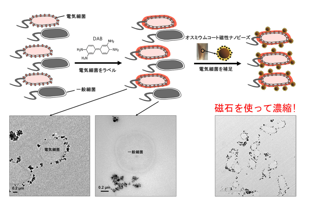 電気細菌の力を引き出す磁気濃縮がもたらす新世代テクノロジー｜JAMSTEC BASE